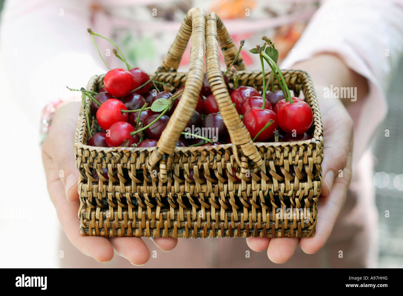 Hands holding basket of red cherries FoodCollection Stock Photo - Alamy