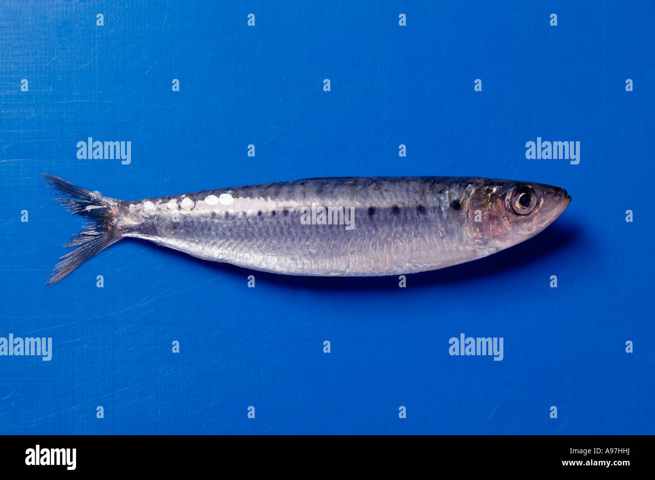 A sardine on blue background FoodCollection Stock Photo - Alamy
