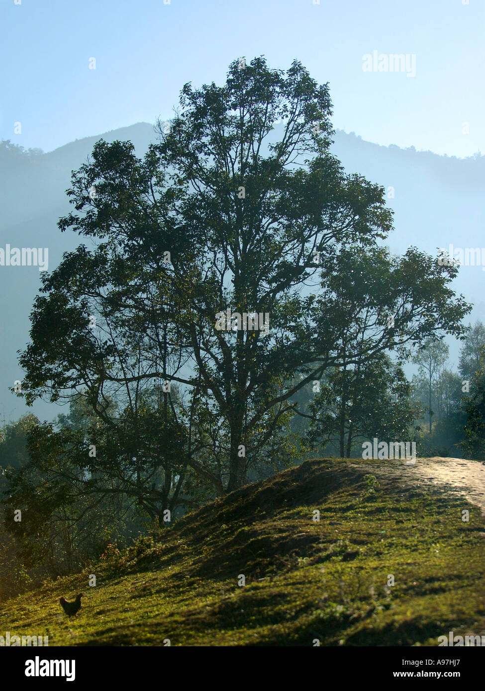 Big tree landscape Stock Photo - Alamy