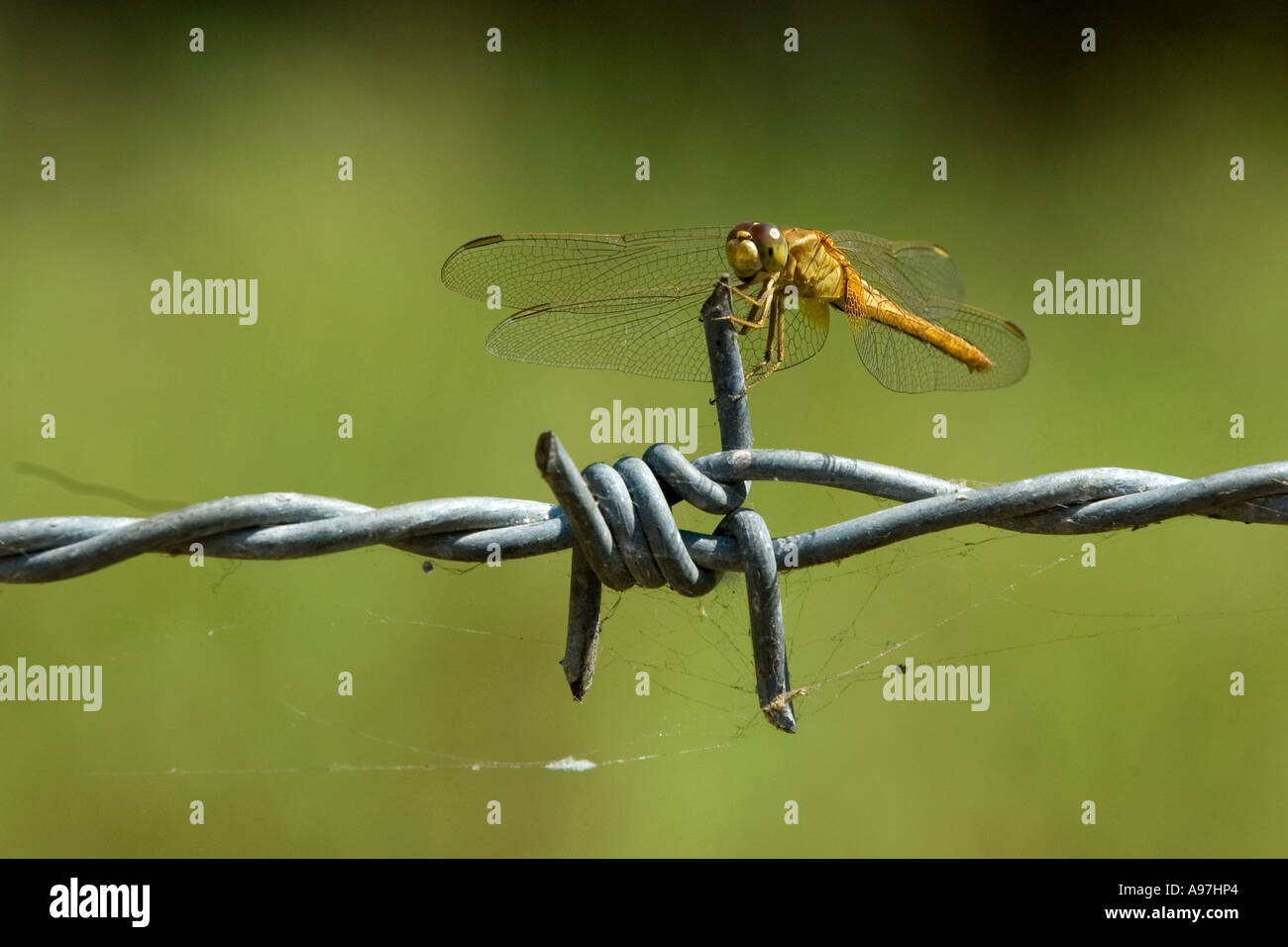 Spider dragonfly hi-res stock photography and images - Alamy