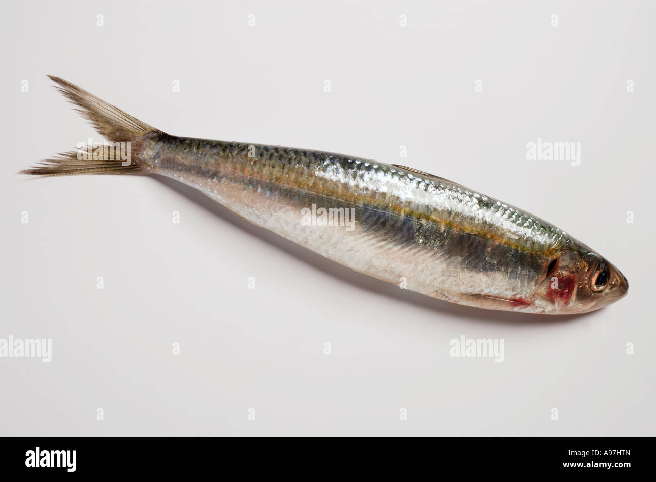 One whole sardine FoodCollection Stock Photo - Alamy