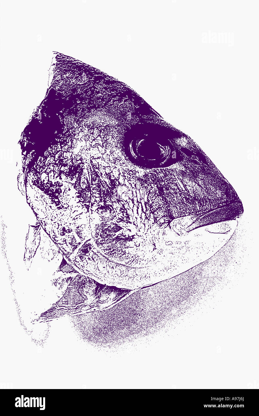 Sea bass head dramatic effect FoodCollection Stock Photo - Alamy