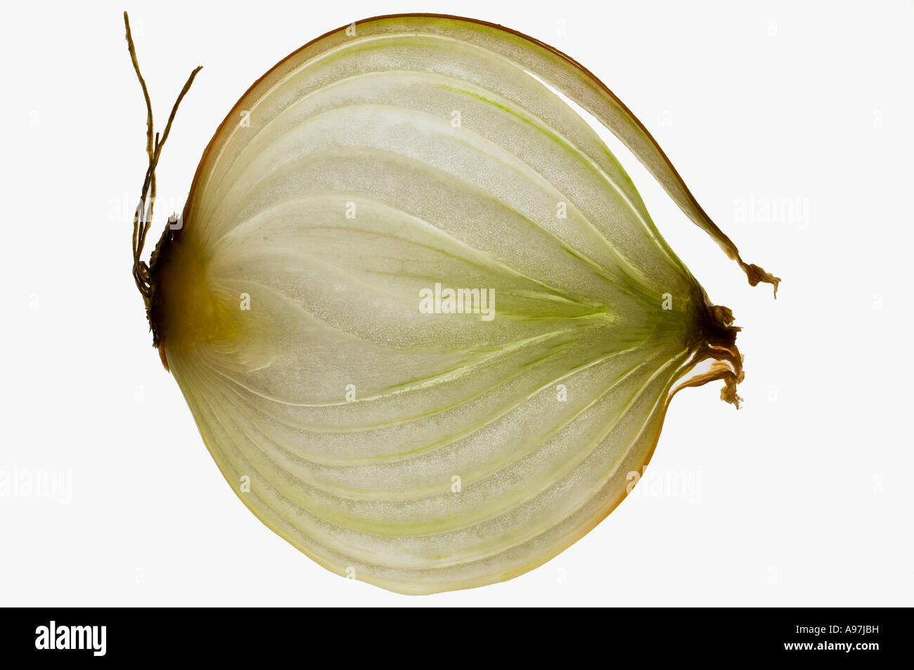 Slice of onion sliced lengthwise backlit FoodCollection Stock Photo - Alamy