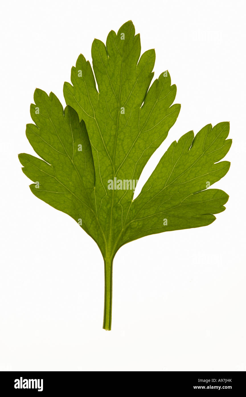 Parsley in close view Cut Out Stock Images & Pictures - Alamy