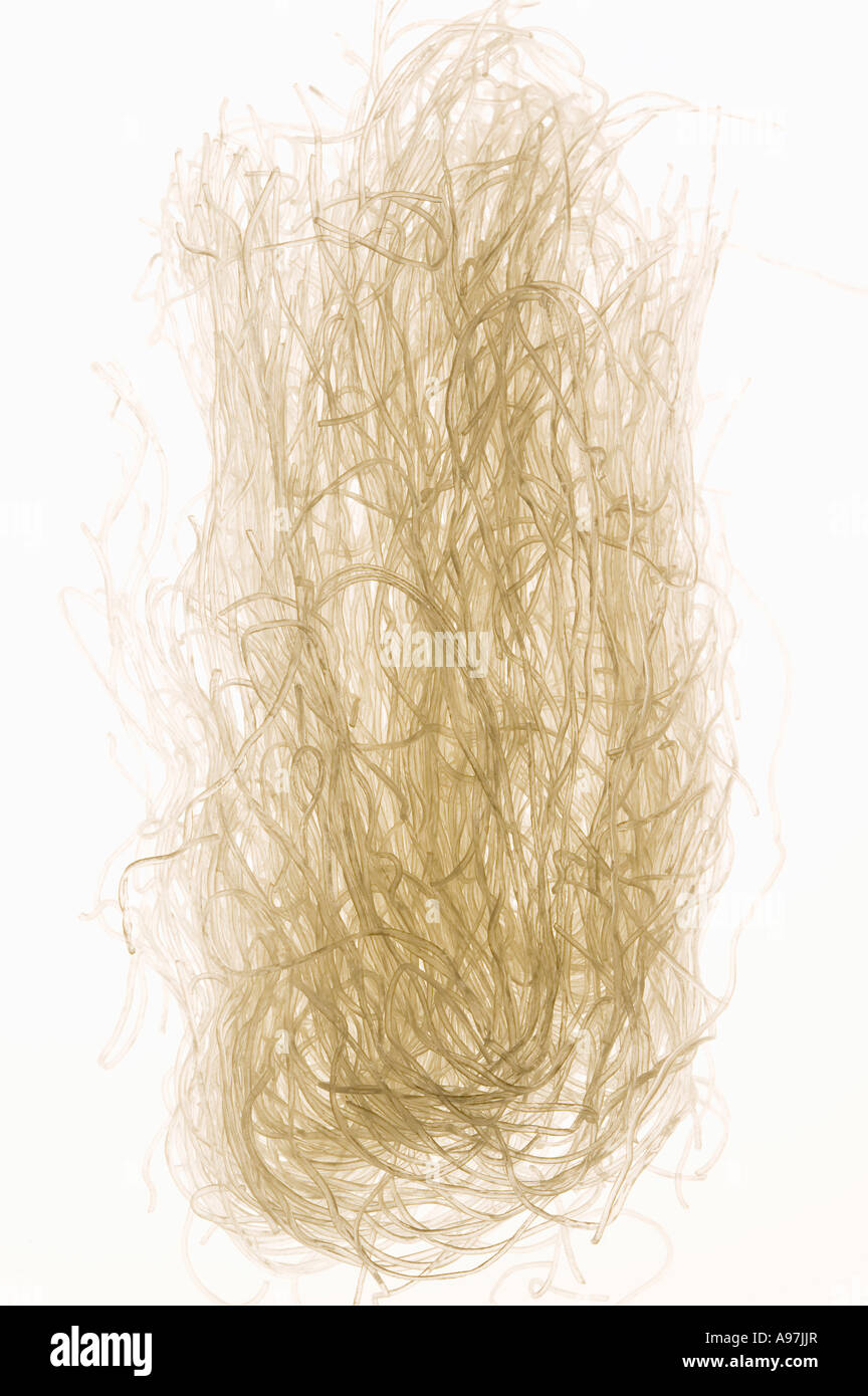 Bean Threads Chinese Noodles FoodCollection Stock Photo - Alamy