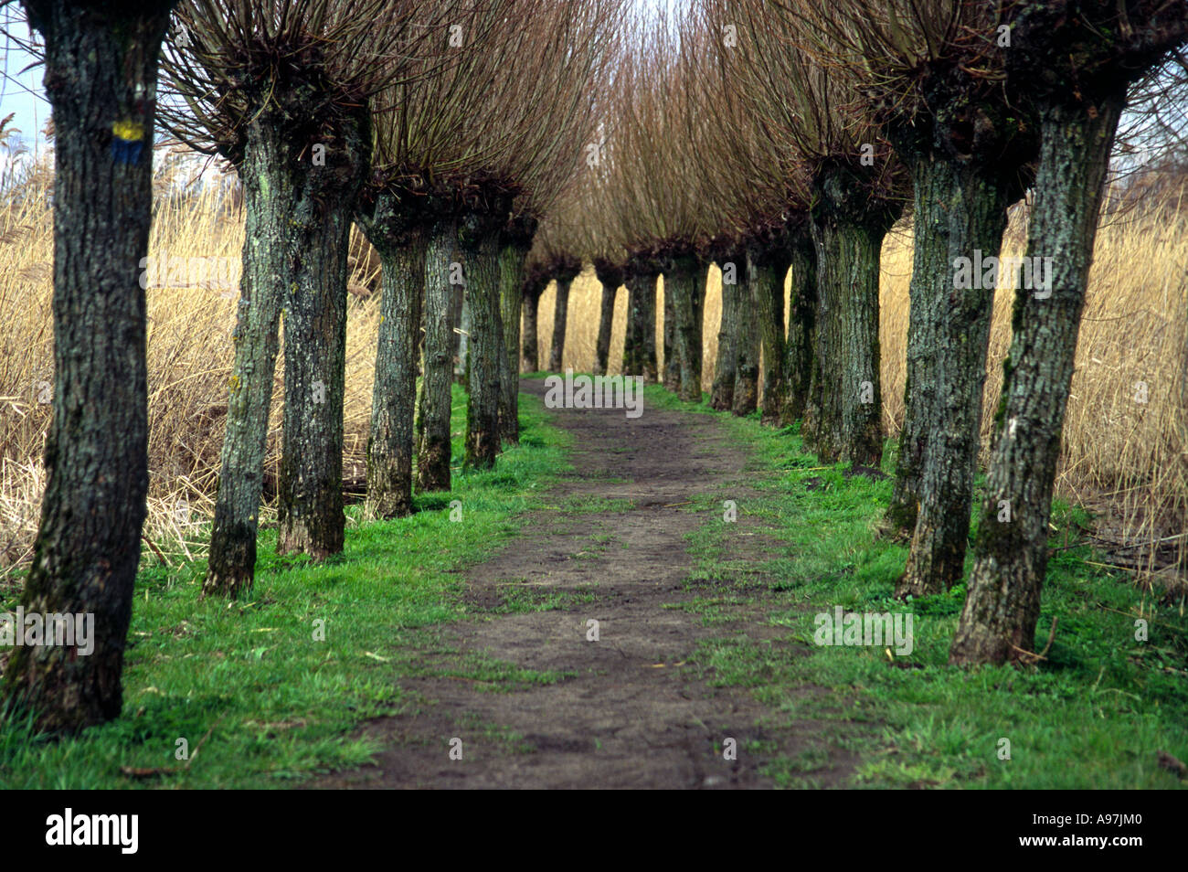 Double row of pollard willows with footpath in the Biesbosch National ...
