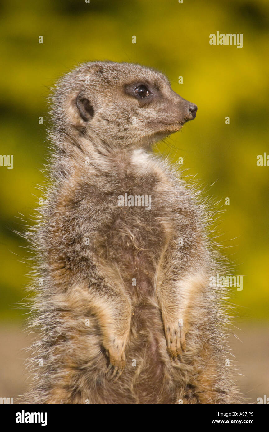 Captive Meerkat in UK Zoo Stock Photo - Alamy
