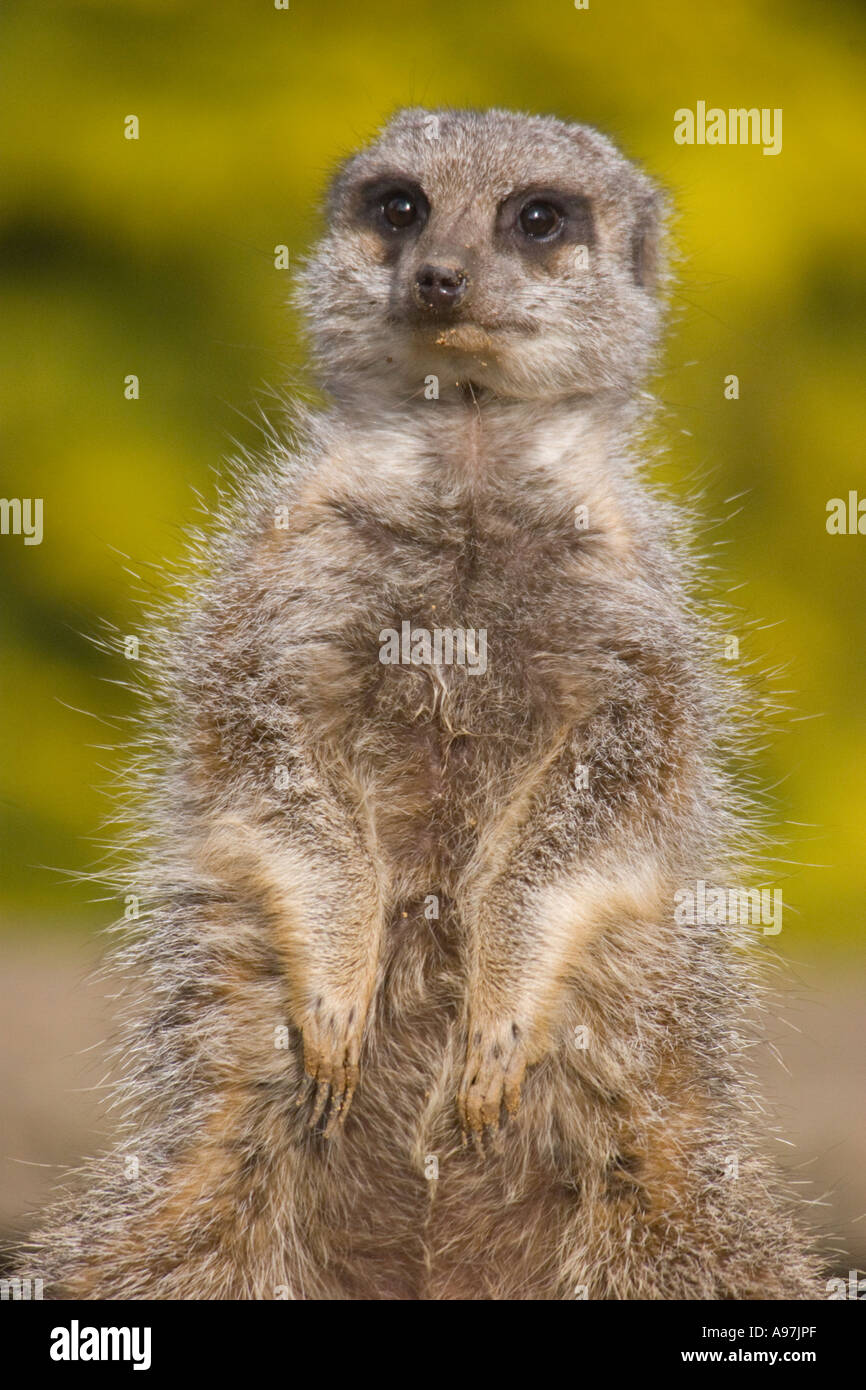 Defensive enclosures hi-res stock photography and images - Alamy