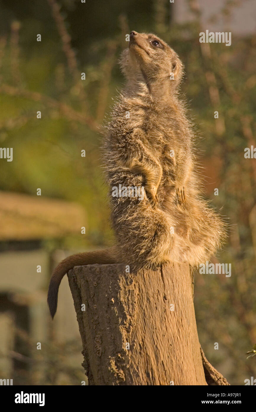 Captive Meerkat in UK Zoo Stock Photo - Alamy