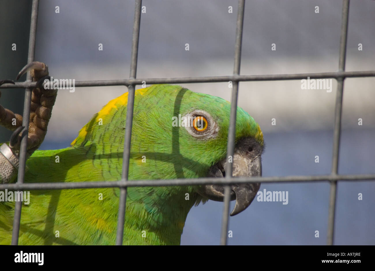 Captive Yellow Naped Amazon Parrot in Zoo Stock Photo - Alamy