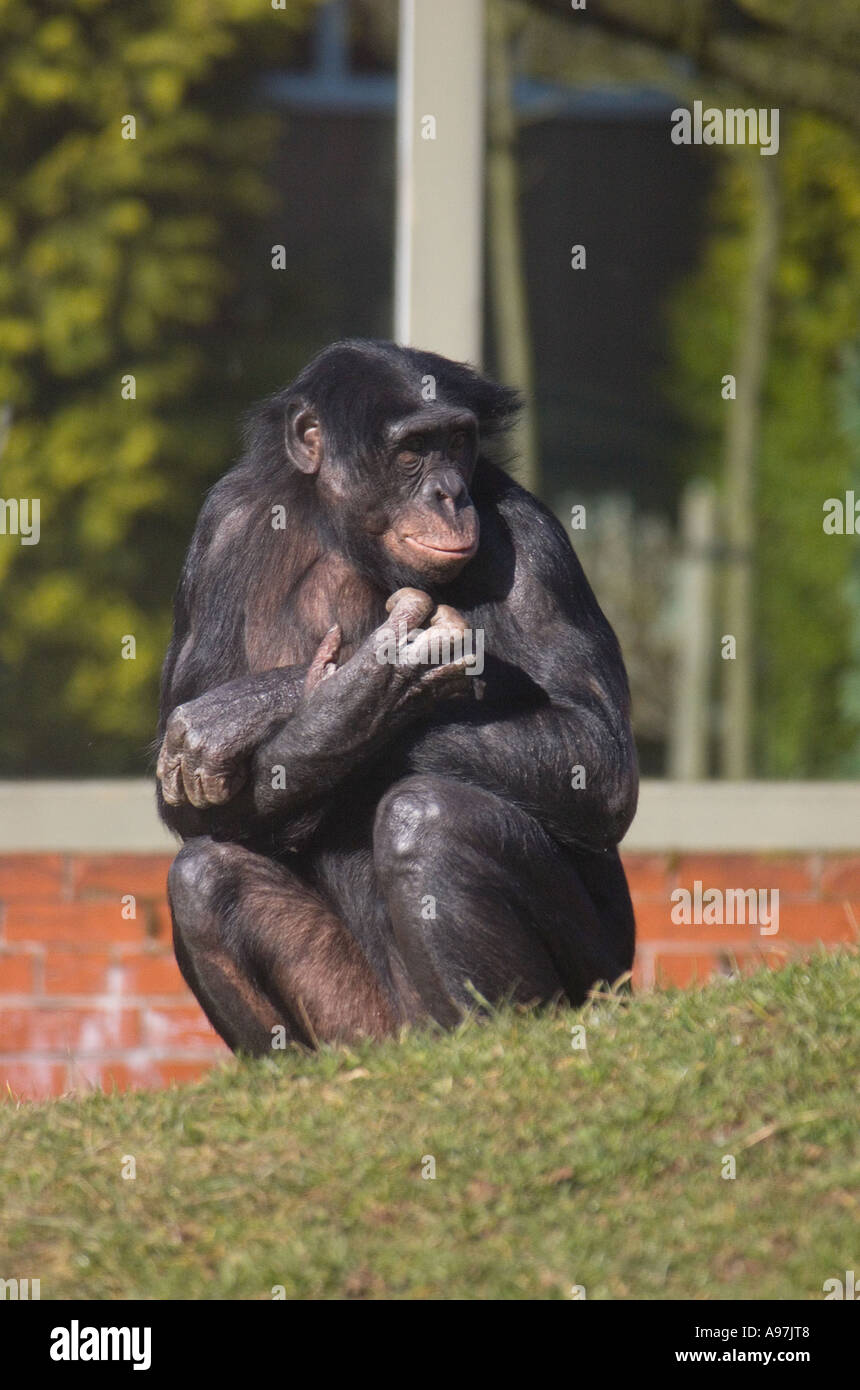 Captive Chimpanzee in UK Zoo Stock Photo - Alamy
