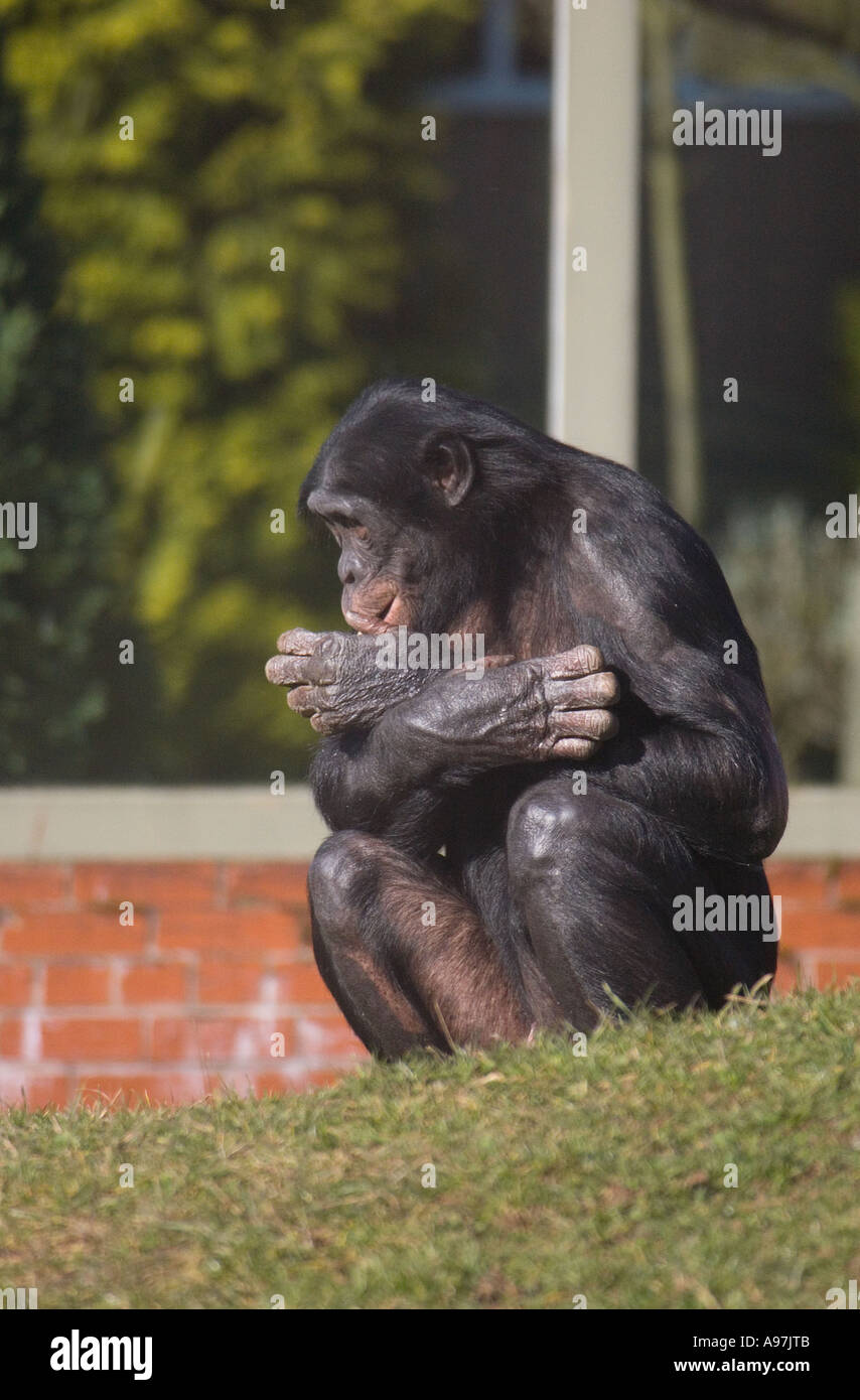Captive Chimpanzee in UK Zoo Stock Photo - Alamy