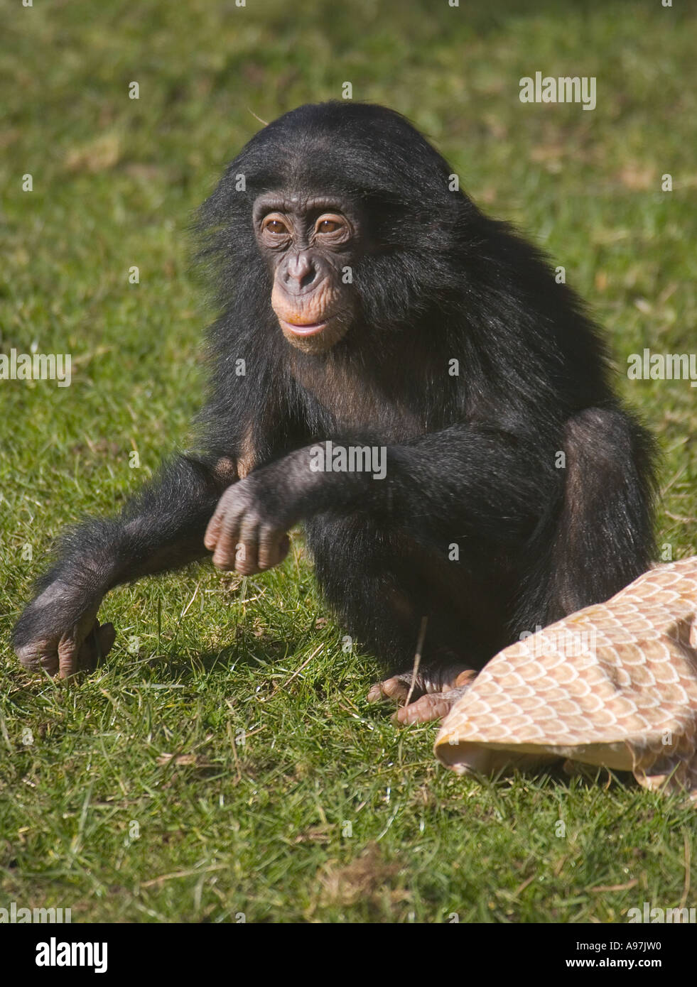 Captive Chimpanzee in UK Zoo Stock Photo - Alamy