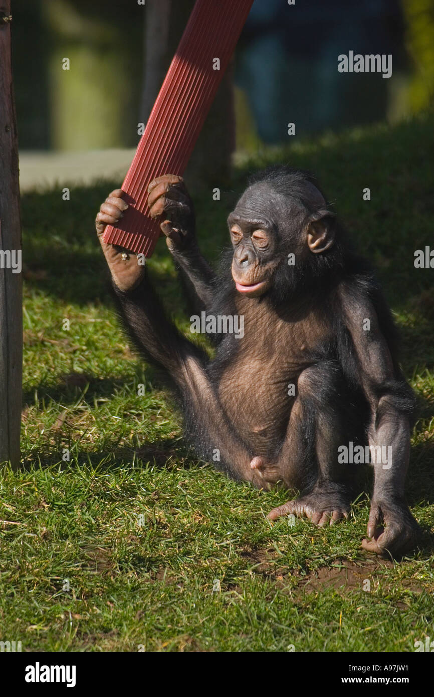 Captive Chimpanzee in UK Zoo Stock Photo - Alamy