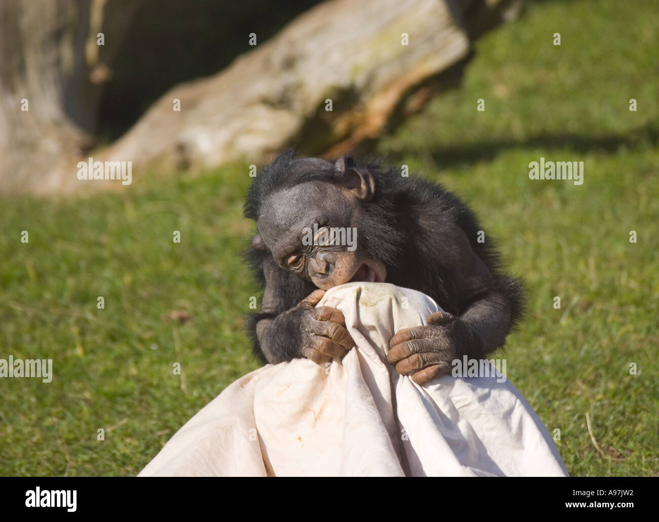 Captive Chimpanzee in UK Zoo Stock Photo - Alamy
