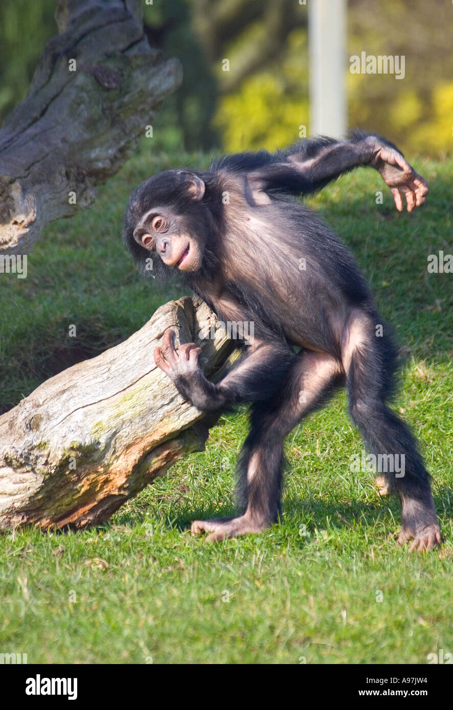 Captive Chimpanzee in UK Zoo Stock Photo - Alamy