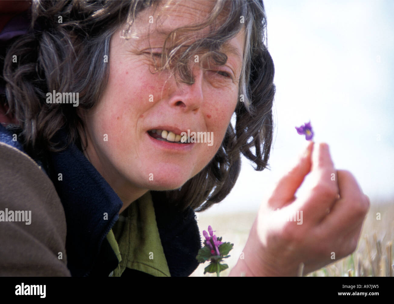 ROSEY PRIESTMAN ARTIST PAINTER LOOKING AT A WILD PANZY Stock Photo - Alamy