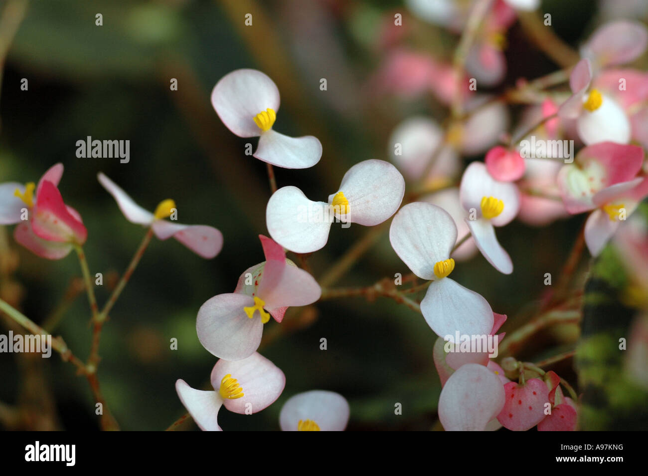 Eyelash begonia hi-res stock photography and images - Alamy
