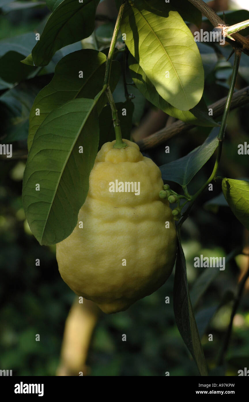 Lemon ponderosa tree hi-res stock photography and images - Alamy