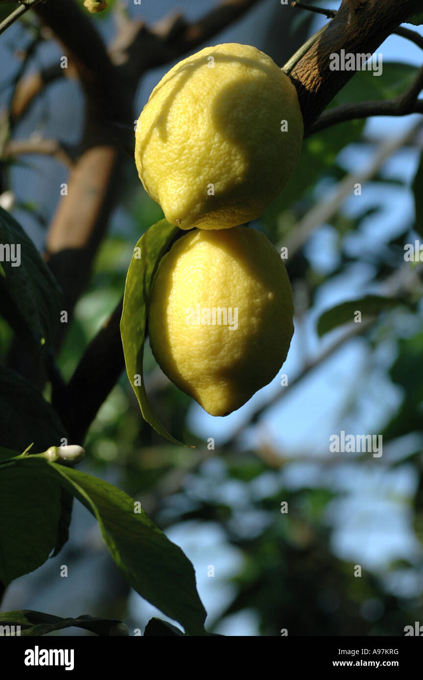 Yellow lemon citrus limonum green hi-res stock photography and images ...