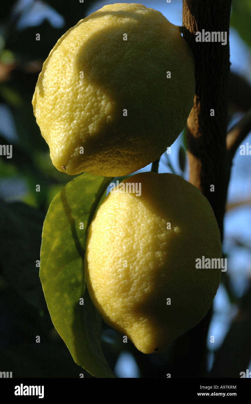 Yellow lemon citrus limonum green hi-res stock photography and images ...