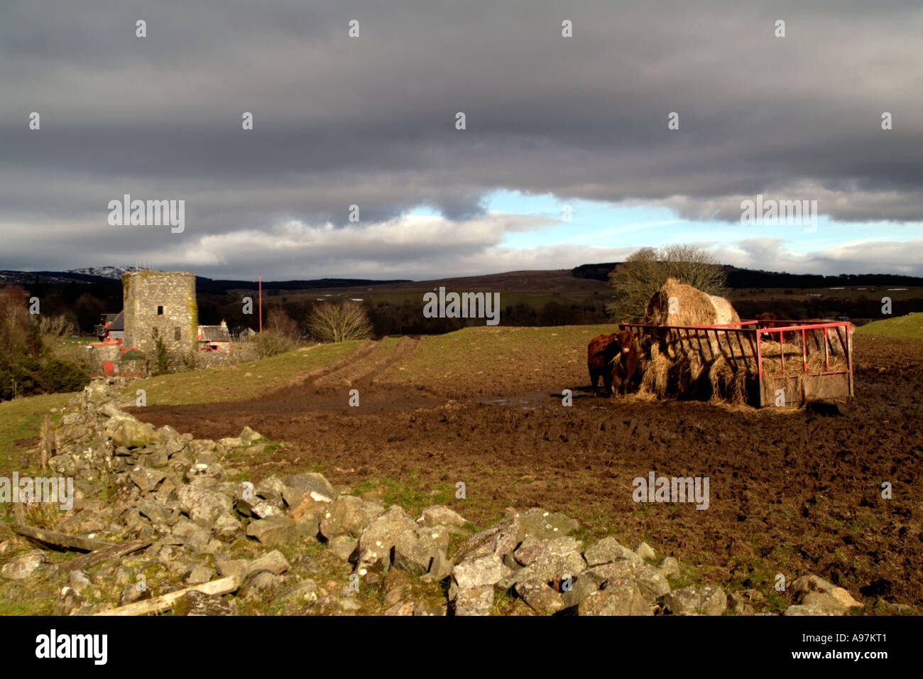 Castle Tower and Cows Stock Photo - Alamy
