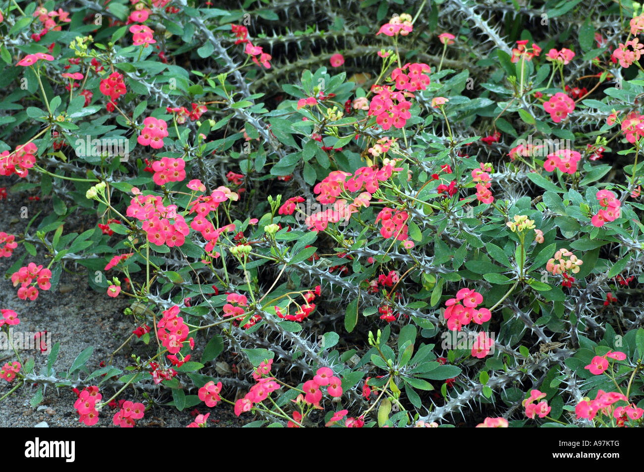 Crown of Thorns (Euphorbia Milii) also called Christ Plant Stock Photo ...