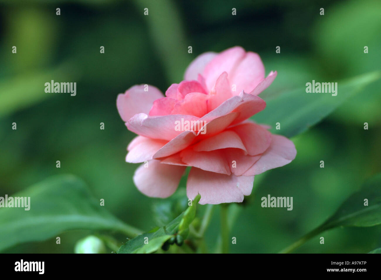 Garden Balsam flower (Impatiens balsamina, syn. Balsamina hortensis ...