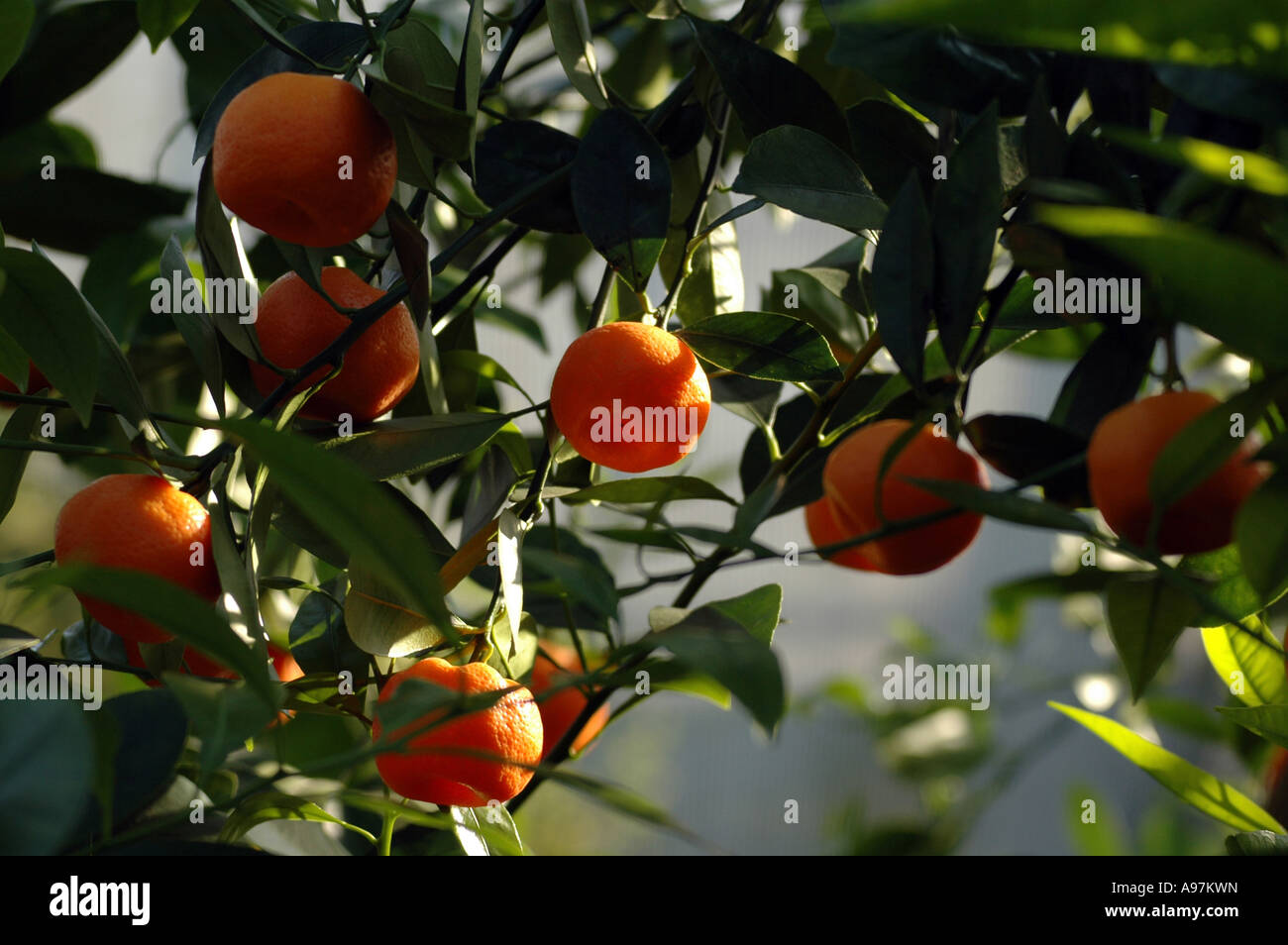Citrus Nova Mandarin Tree Stock Photo - Alamy