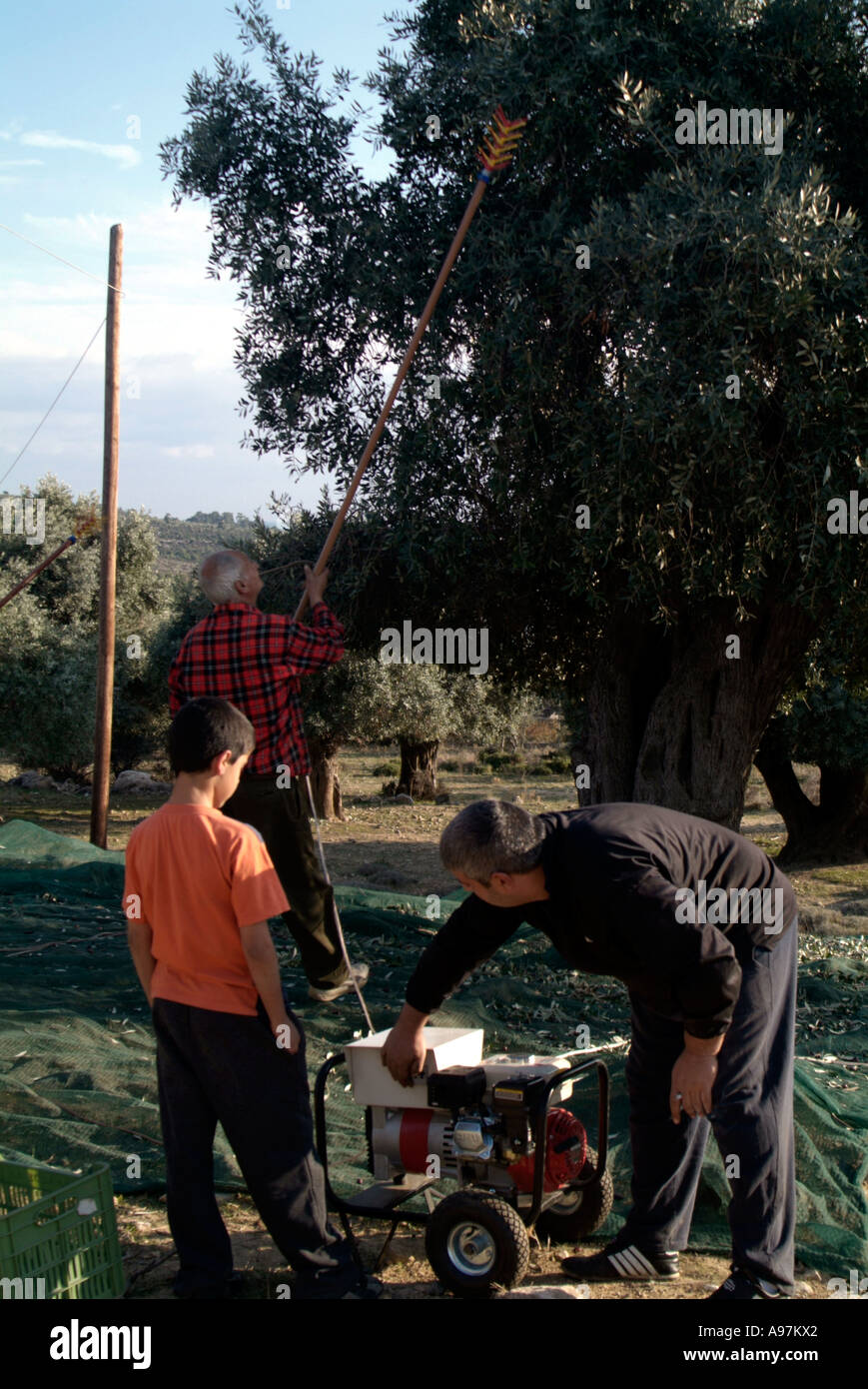 Olive Harvest. A grandfather is using his new hand held pneumatic ...
