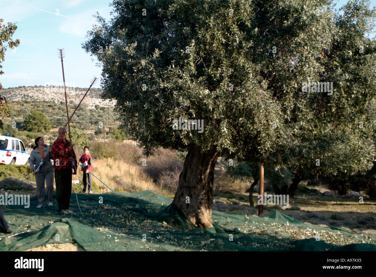 Olive Harvest - traditional method with modern technique using hand ...
