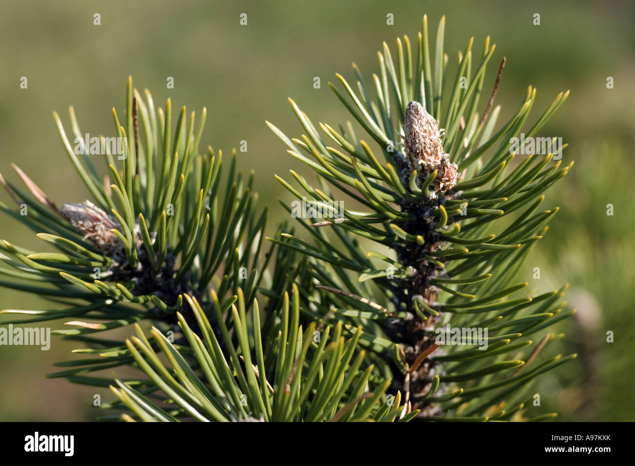 Mugo Pine Pinus Mugo Mops Stock Photos & Mugo Pine Pinus Mugo Mops ...