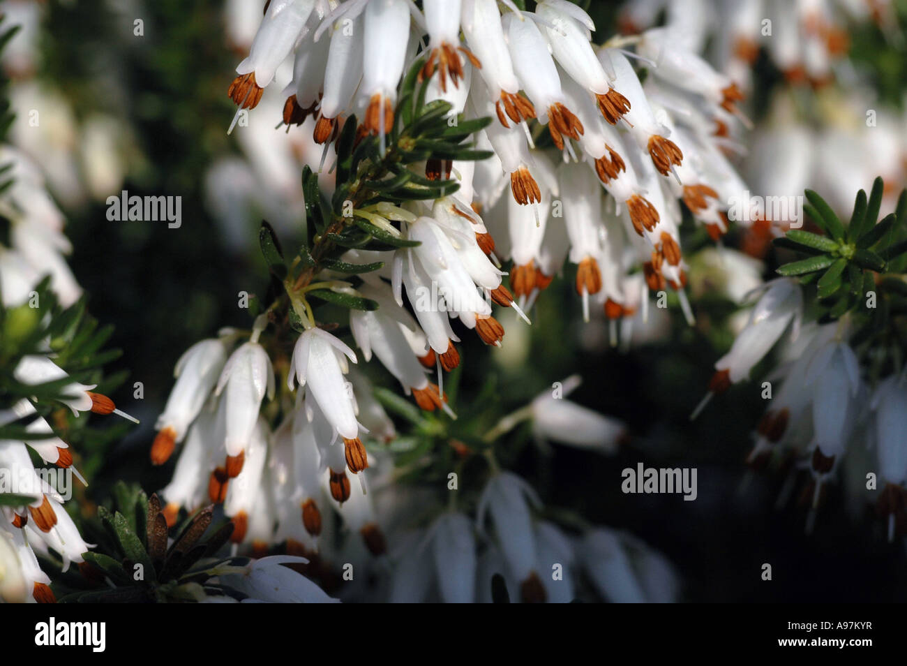 Winter heath (Erica carnea, syn. E. herbacea, E. mediterranea) also ...