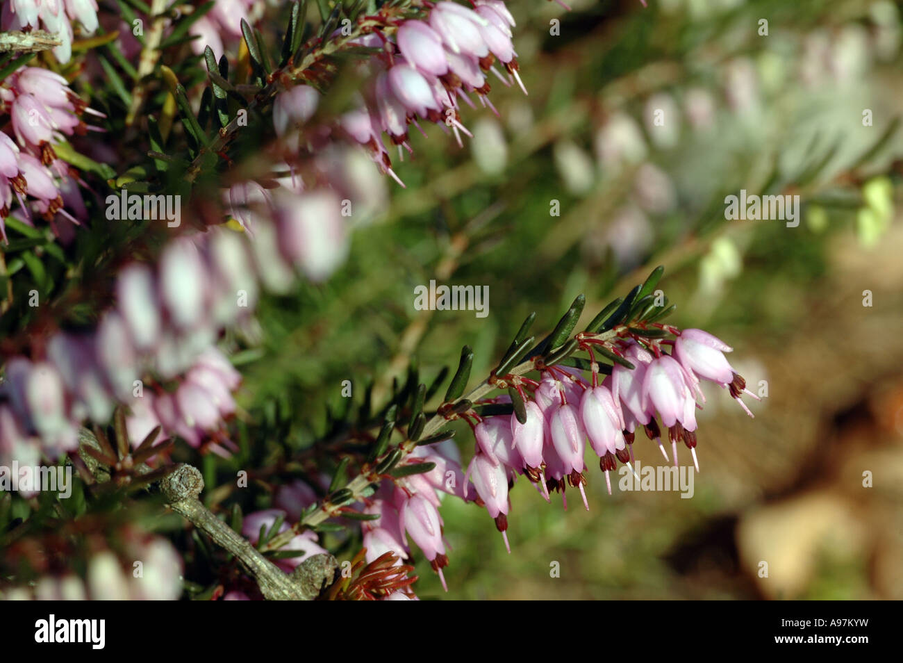 Winter heath (Erica carnea, syn. E. herbacea, E. mediterranea) also ...