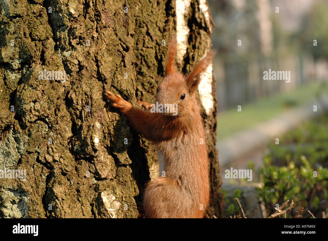 Powazki military cemetery in hi-res stock photography and images - Alamy