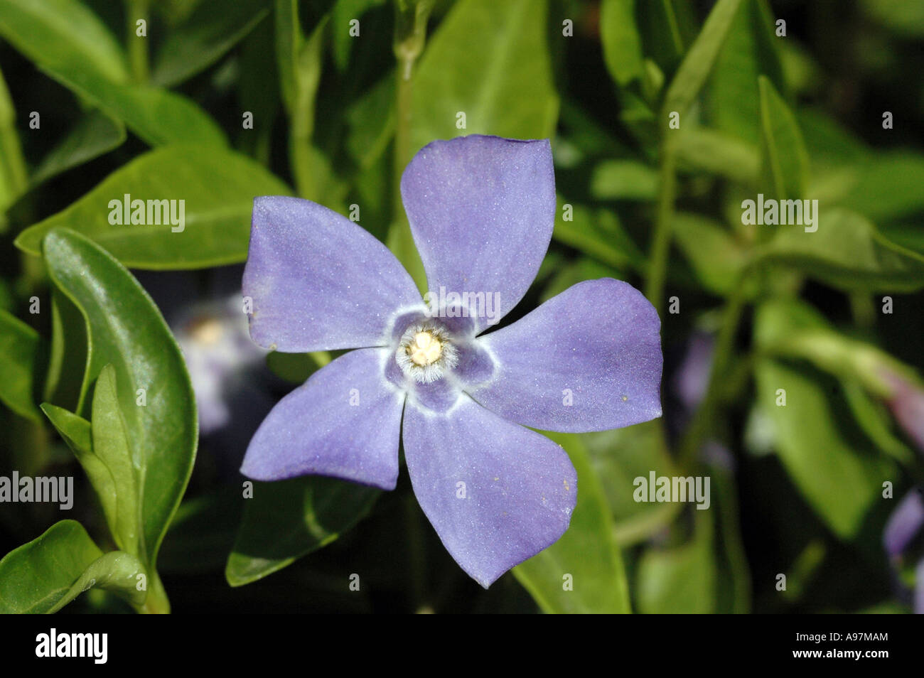 Creeping Myrtle (Vinca minor) also called Periwinkle or Lesser ...