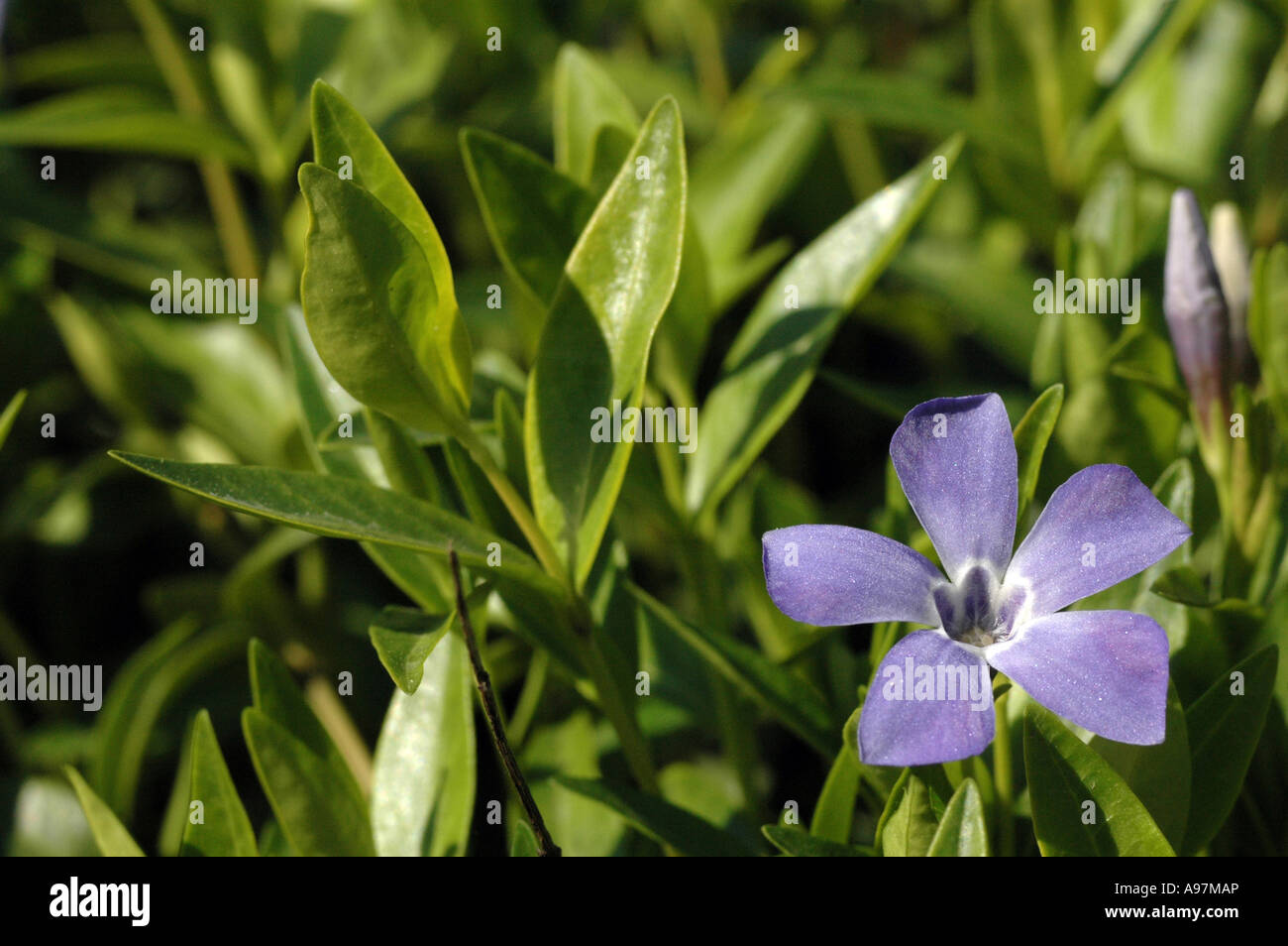 Creeping Myrtle (Vinca minor) also called Periwinkle or Lesser ...