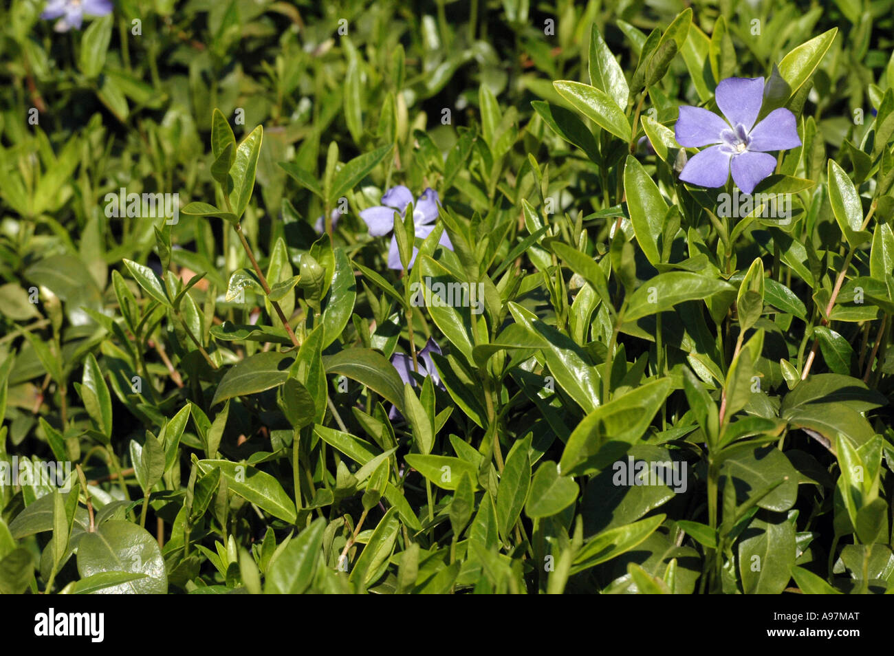 Creeping Myrtle (Vinca minor) also called Periwinkle or Lesser ...