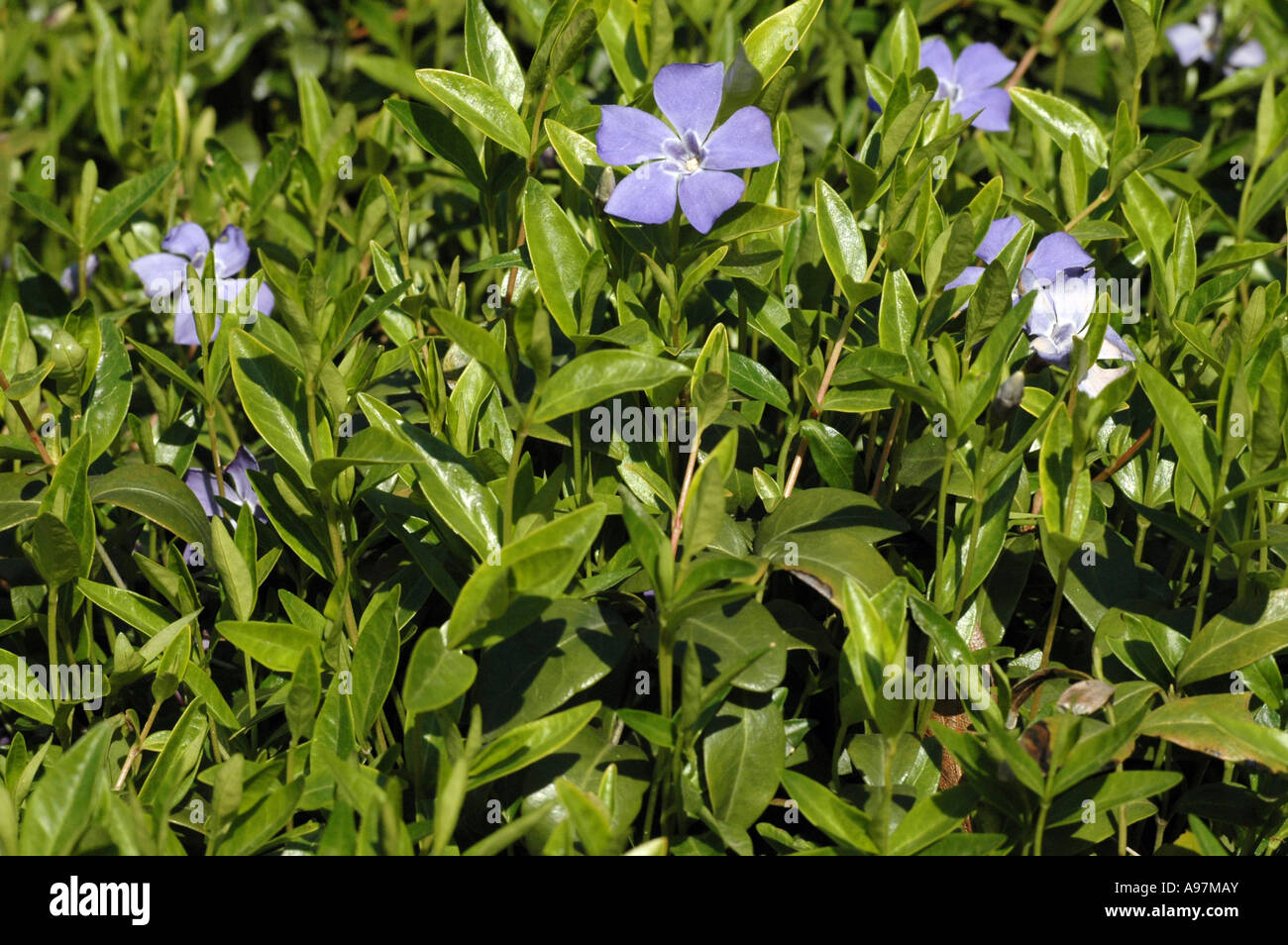 Creeping Myrtle (Vinca minor) also called Periwinkle or Lesser ...