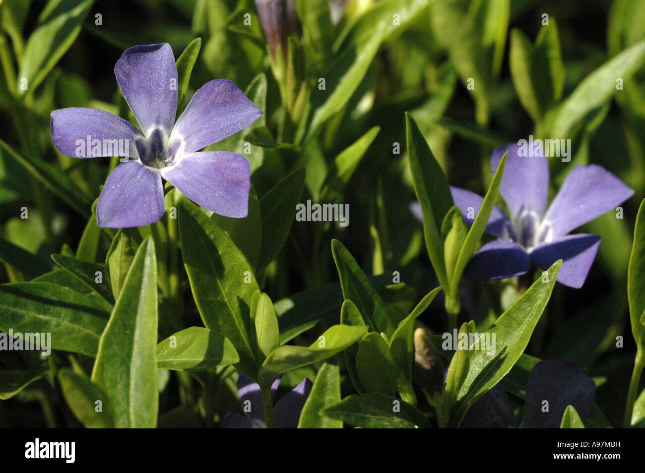 Creeping Myrtle (Vinca minor) also called Periwinkle or Lesser ...