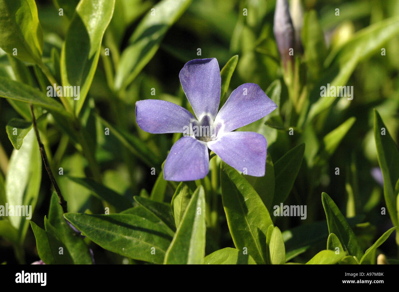 Creeping Myrtle (Vinca minor) also called Periwinkle or Lesser ...