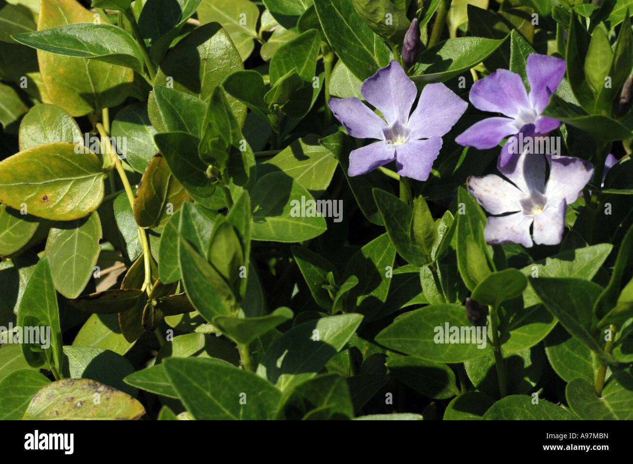 Bigleaf Periwinkle (Vinca major) also called Greater Periwinkle or ...