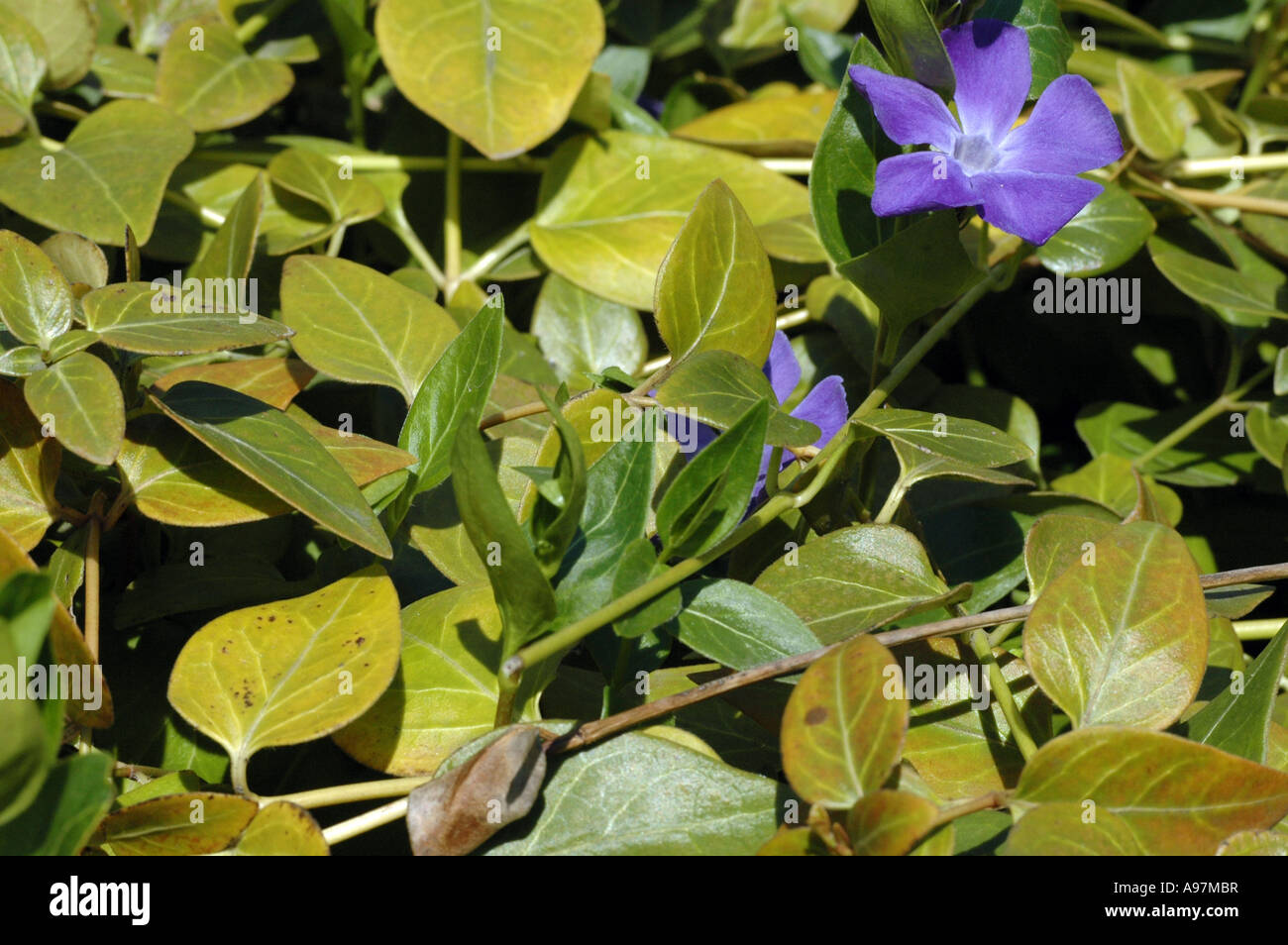 Bigleaf Periwinkle (Vinca major) also called Greater Periwinkle or ...