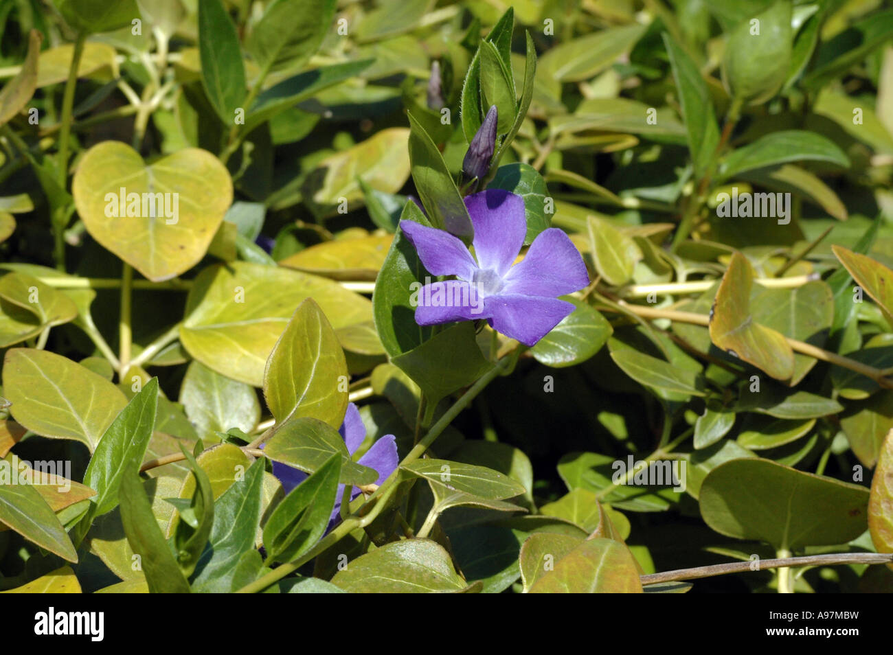 Big leaf periwinkle hi-res stock photography and images - Alamy
