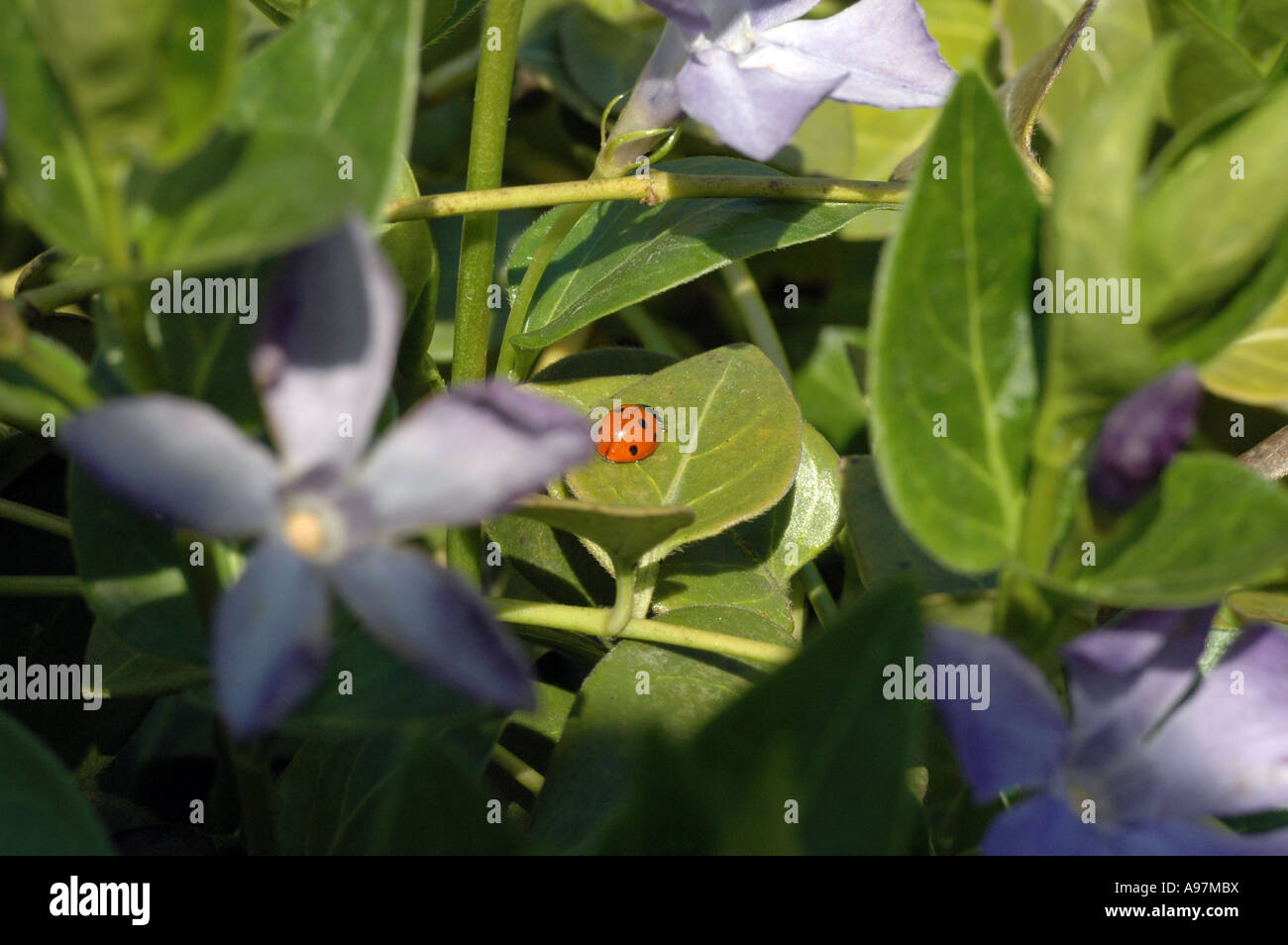 Bigleaf Periwinkle (Vinca major) also called Greater Periwinkle or ...