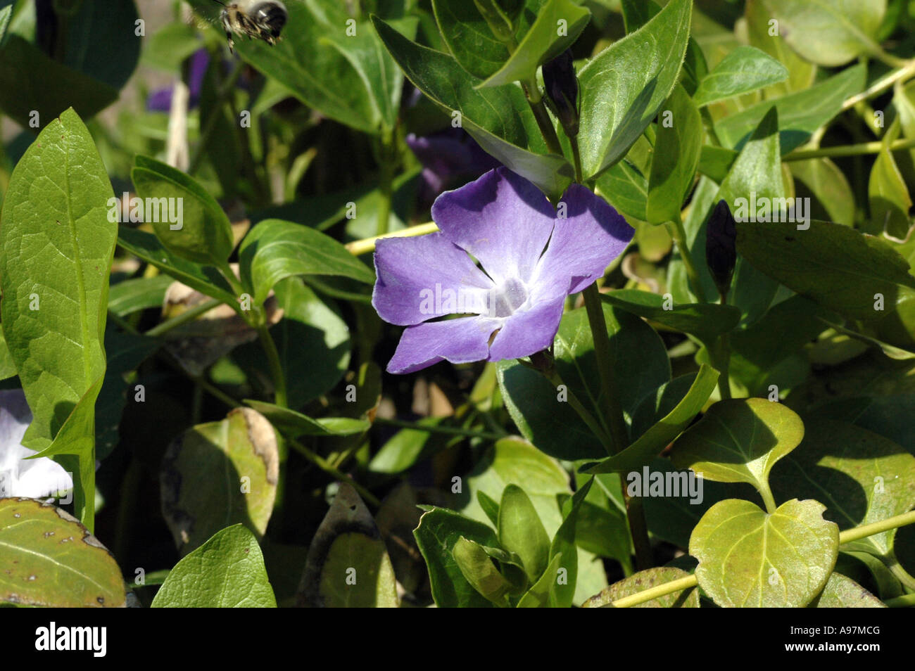 Bigleaf Periwinkle (Vinca major) also called Greater Periwinkle or ...