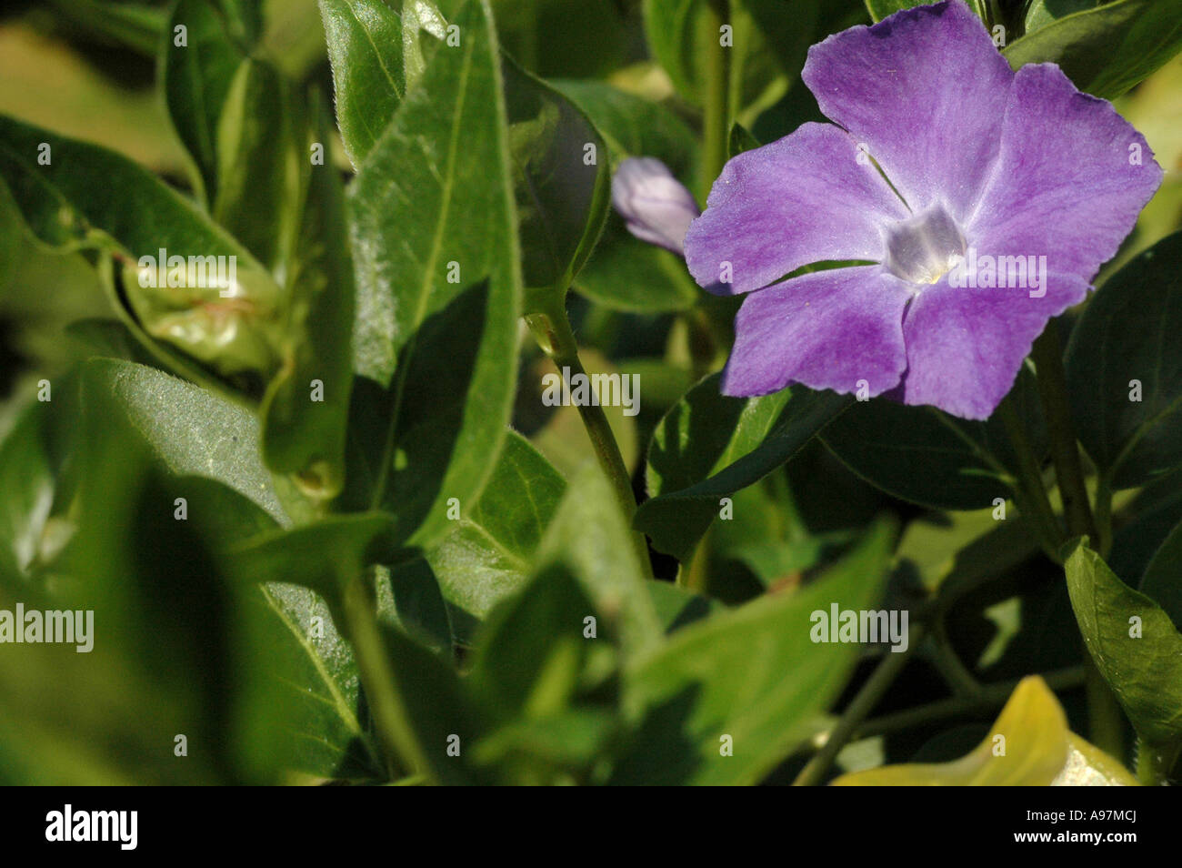 Bigleaf Periwinkle (Vinca major) also called Greater Periwinkle or ...