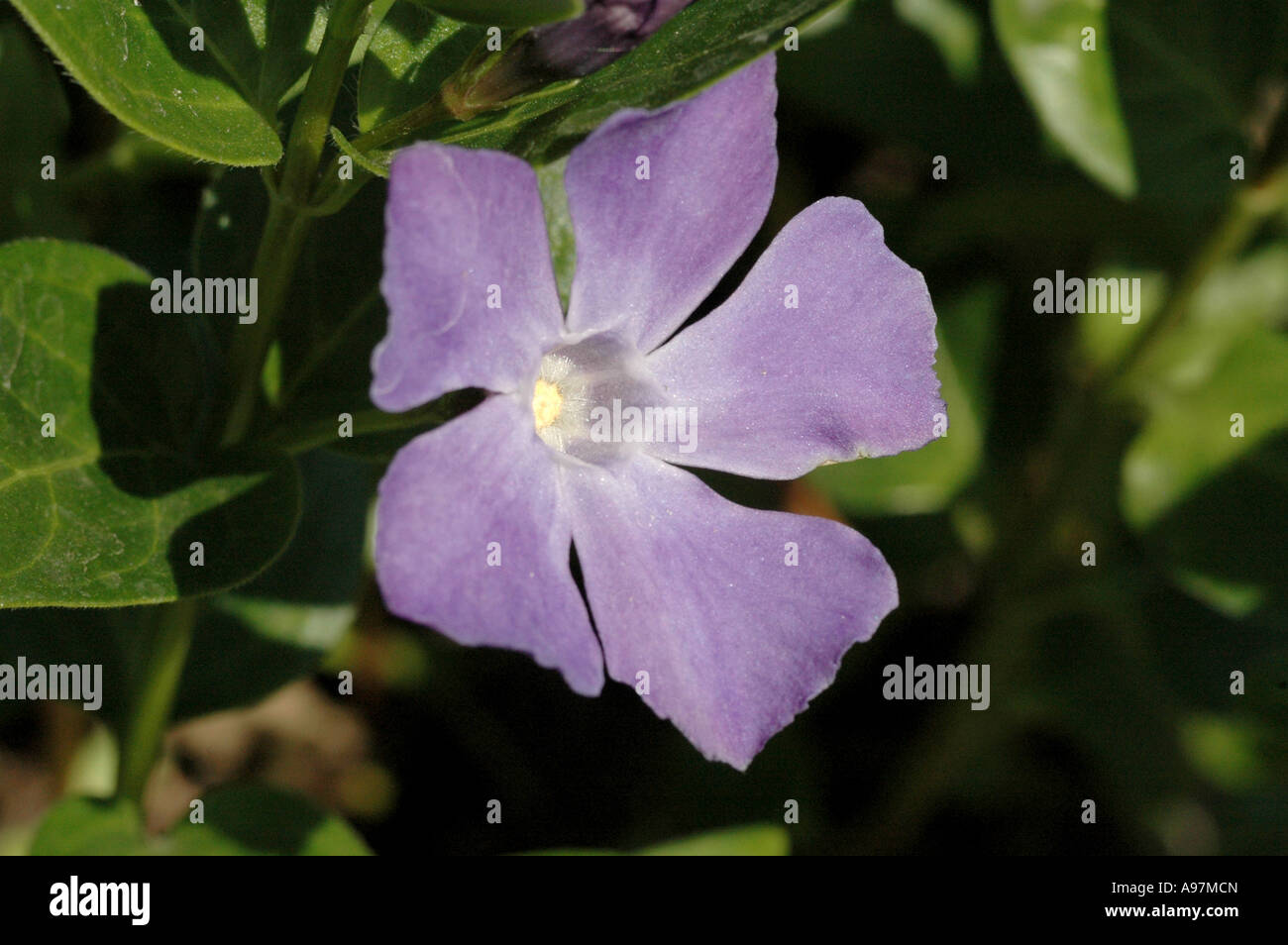 Bigleaf Periwinkle (Vinca major) also called Greater Periwinkle or ...