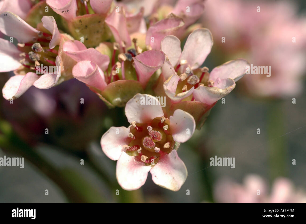 Hairy Bergenia (Bergenia ciliata) also called Pigsqueak or Winter ...