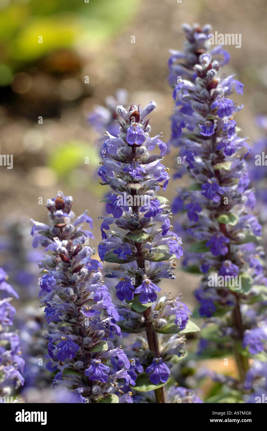 Bugleweed (Ajuga reptans) also called Blue bugle, Bugleherb, Carpetweed ...